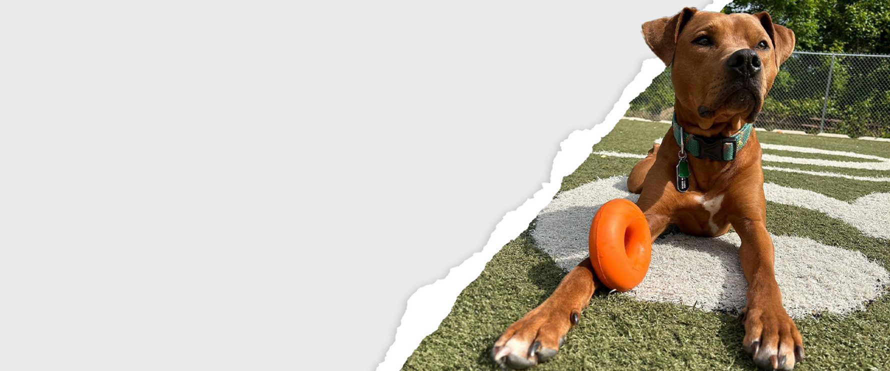 Goughnuts - Durable Dog Toys for Aggressive Chewers – Goughnuts Dog ...